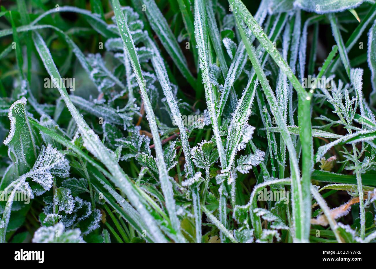 Frozen grass texture hi-res stock photography and images - Alamy
