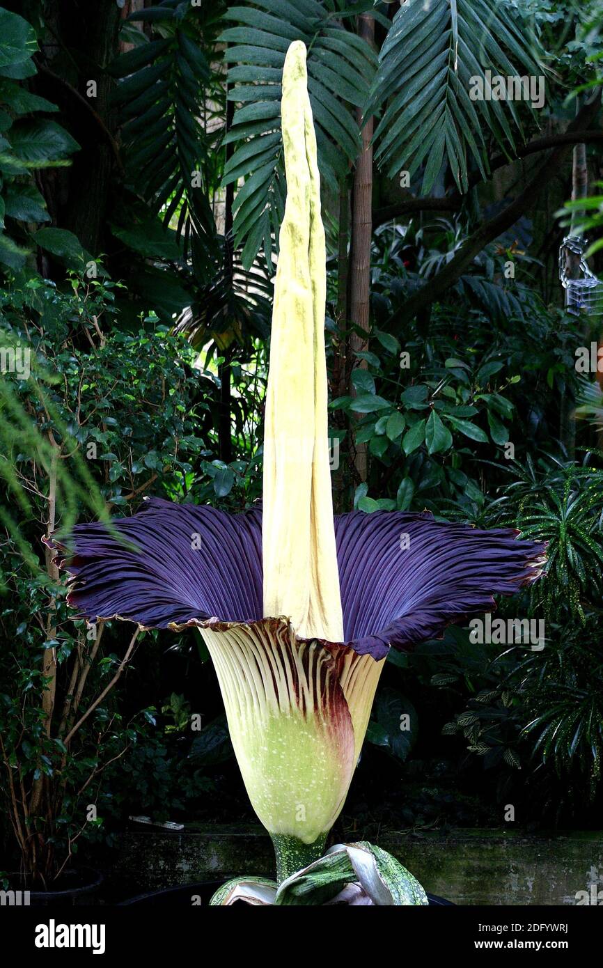 Gitantisch hi-res stock photography and images - Alamy