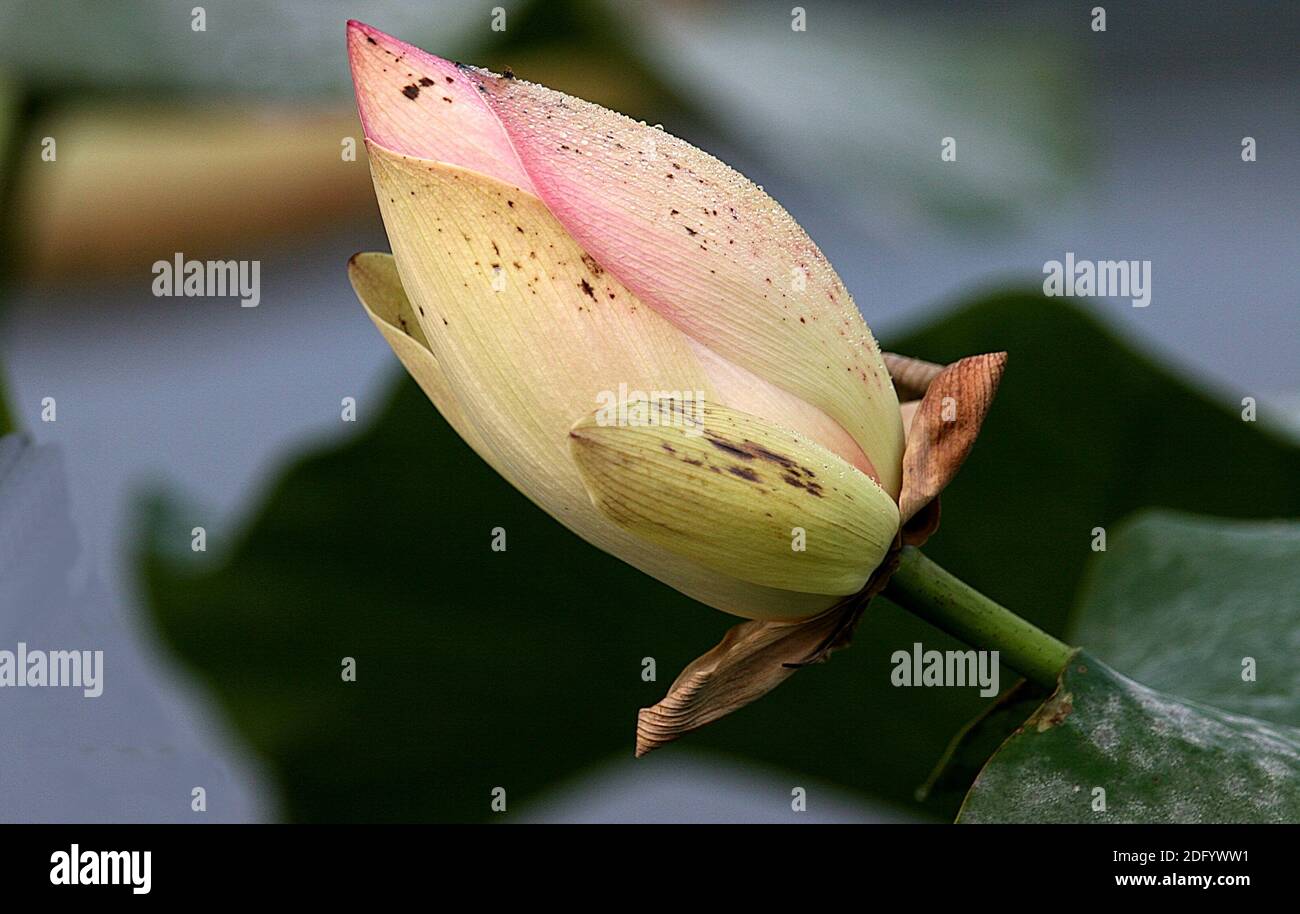 Lotusbla tenefekt hi-res stock photography and images - Alamy