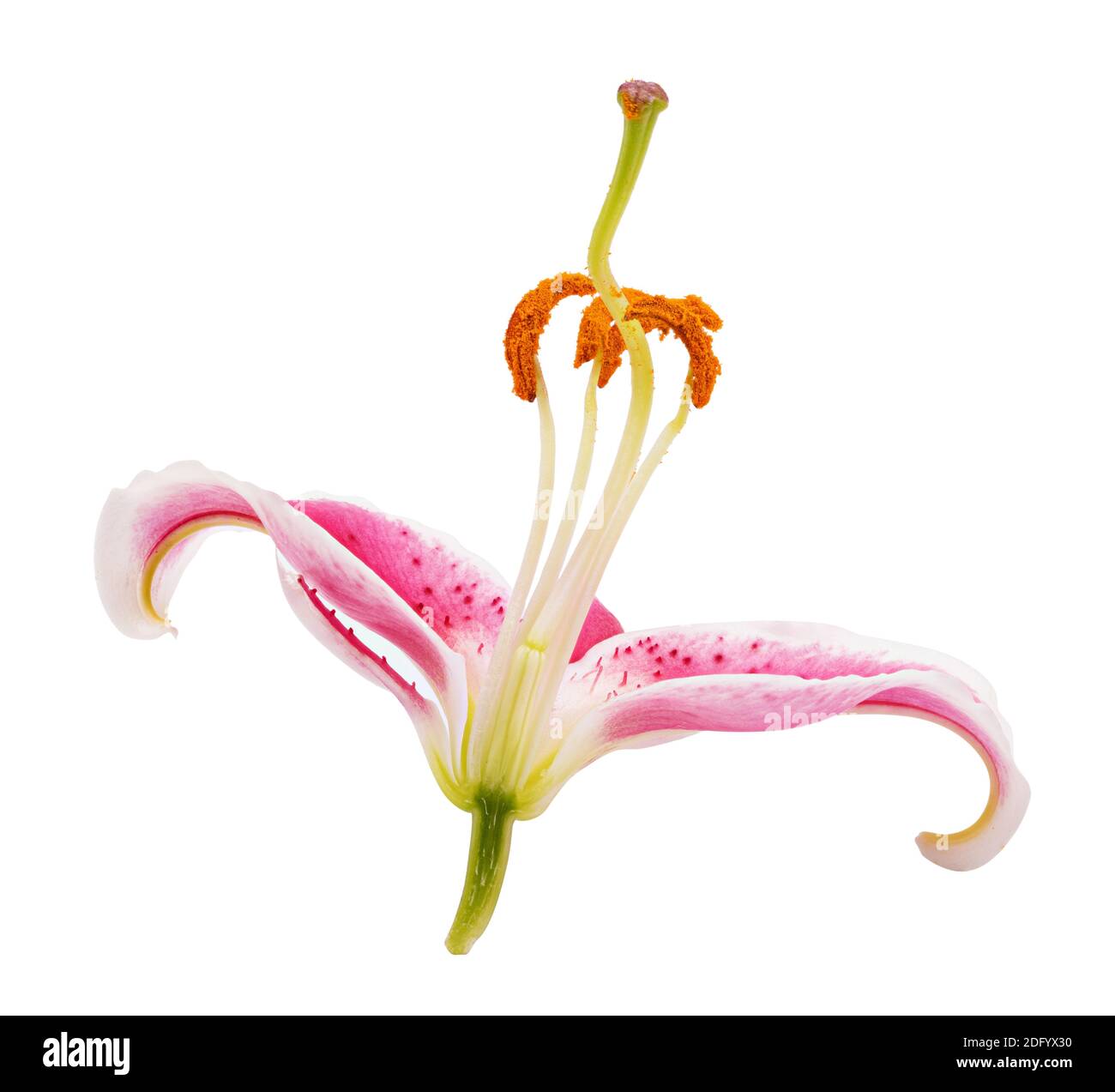 Fresh lily isolated on white background Stock Photo - Alamy