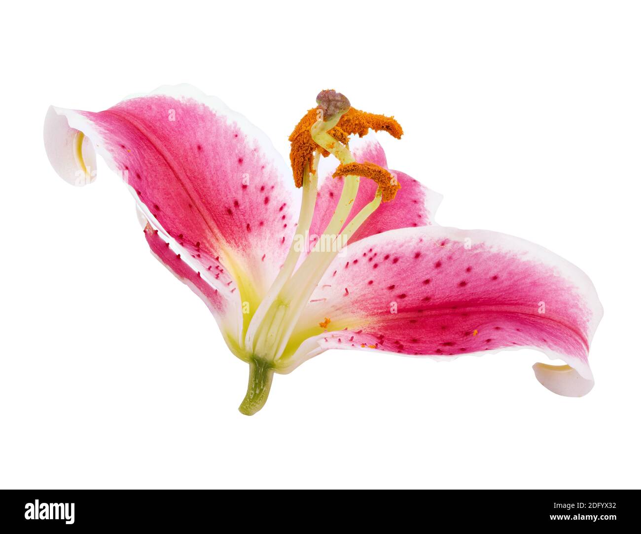 Fresh lily isolated on white background Stock Photo - Alamy