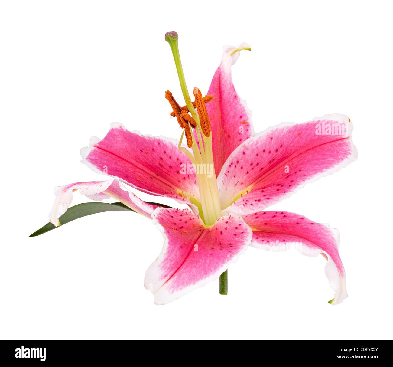 Fresh lily isolated on white background Stock Photo - Alamy