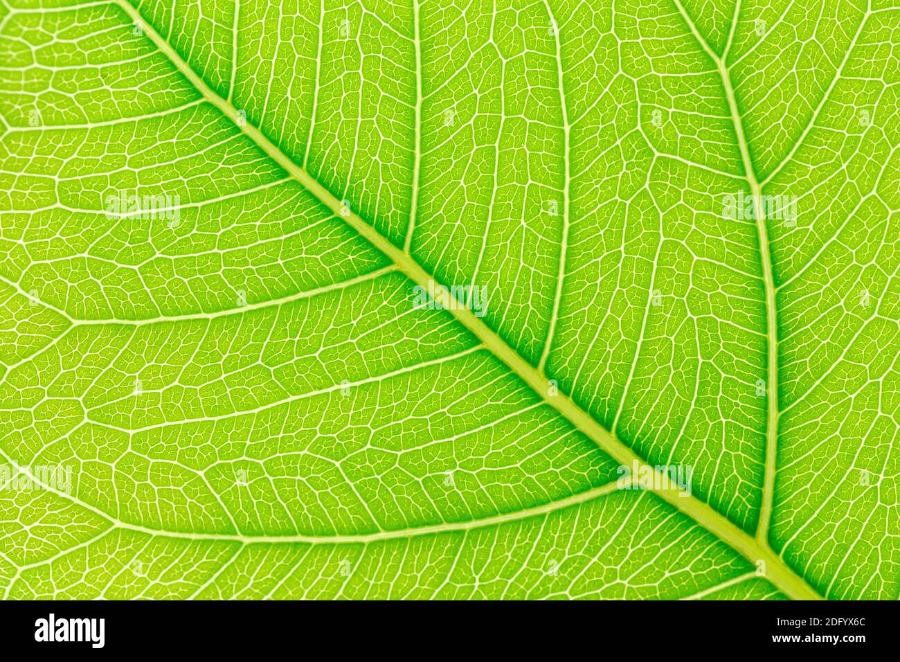 Leaf texture, leaf background for design with copy space for text or ...