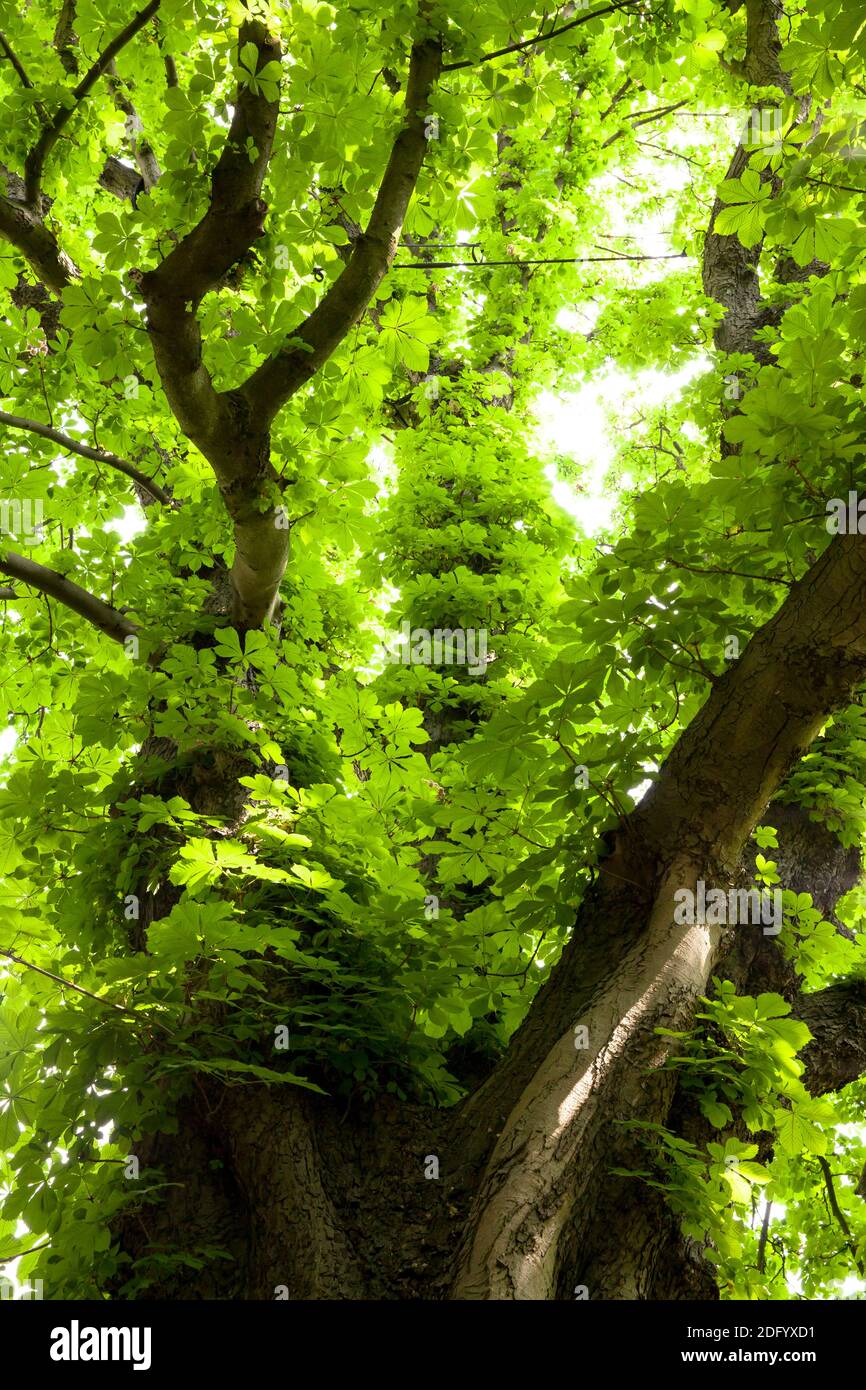 Old chestnut tree hi-res stock photography and images - Alamy