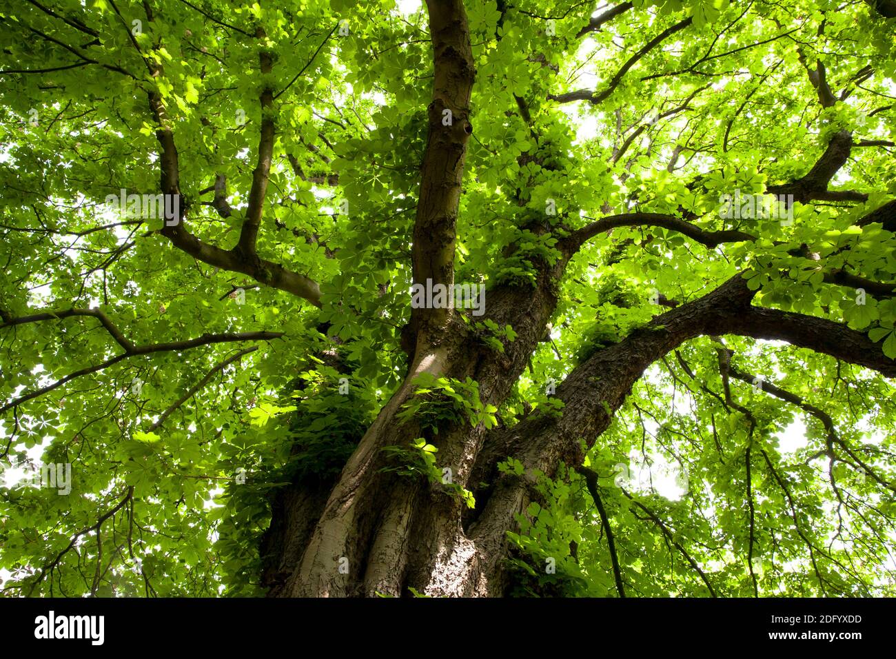 Old chestnut tree hi-res stock photography and images - Alamy