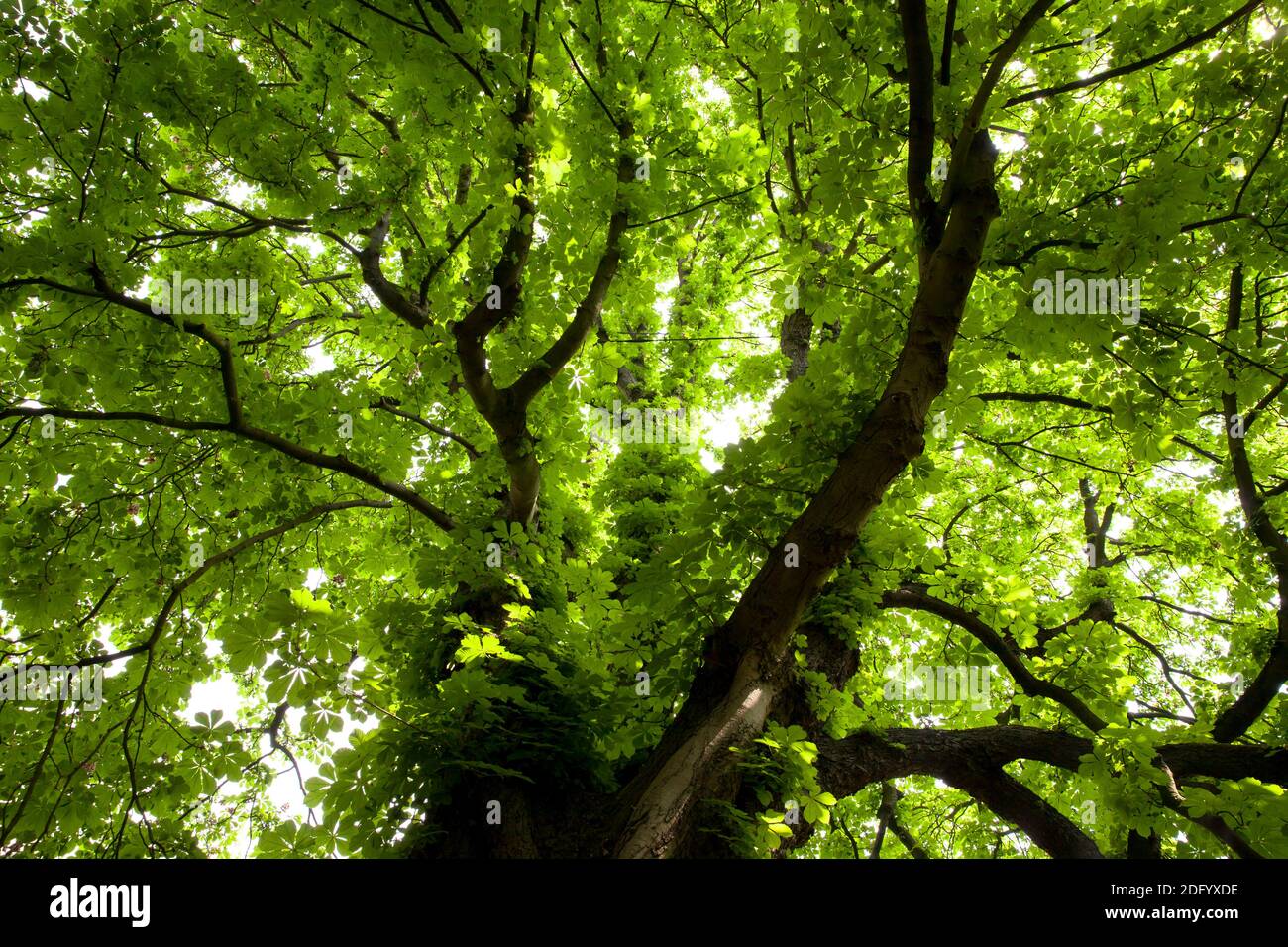 old chestnut tree, Germany Stock Photo - Alamy