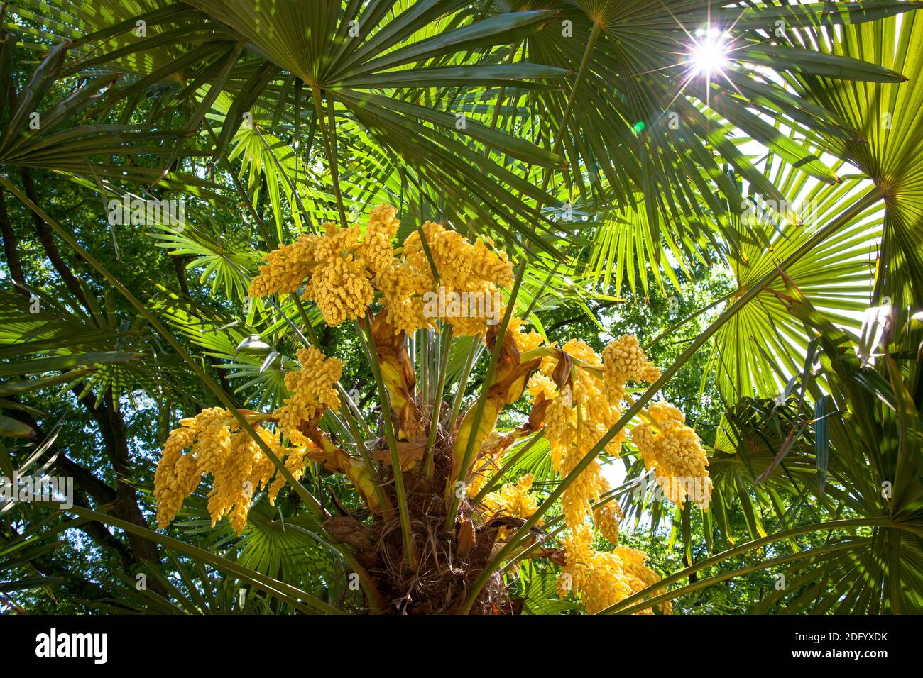 blooming Chusan palm (Trachycarpus fortunei) in a public garden ...