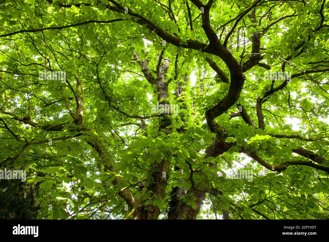 Old chestnut tree hi-res stock photography and images - Alamy