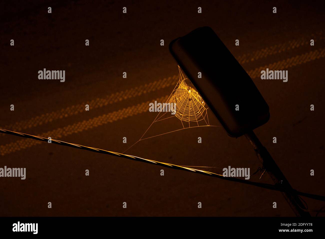 Street light lamp and spider web at night,night light and web Stock ...
