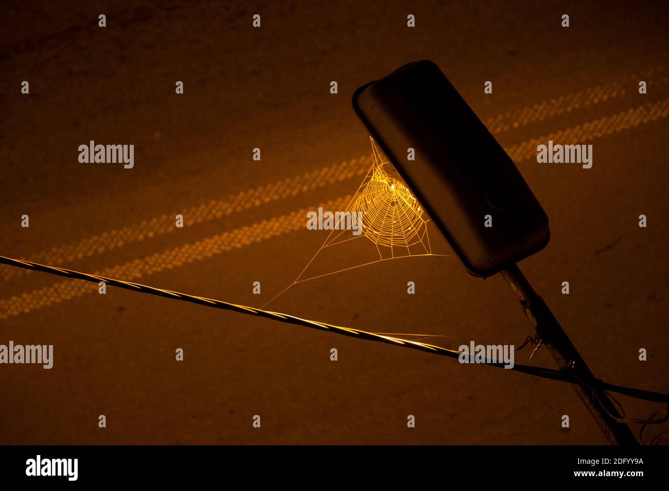 Streetlight insect hi-res stock photography and images - Alamy