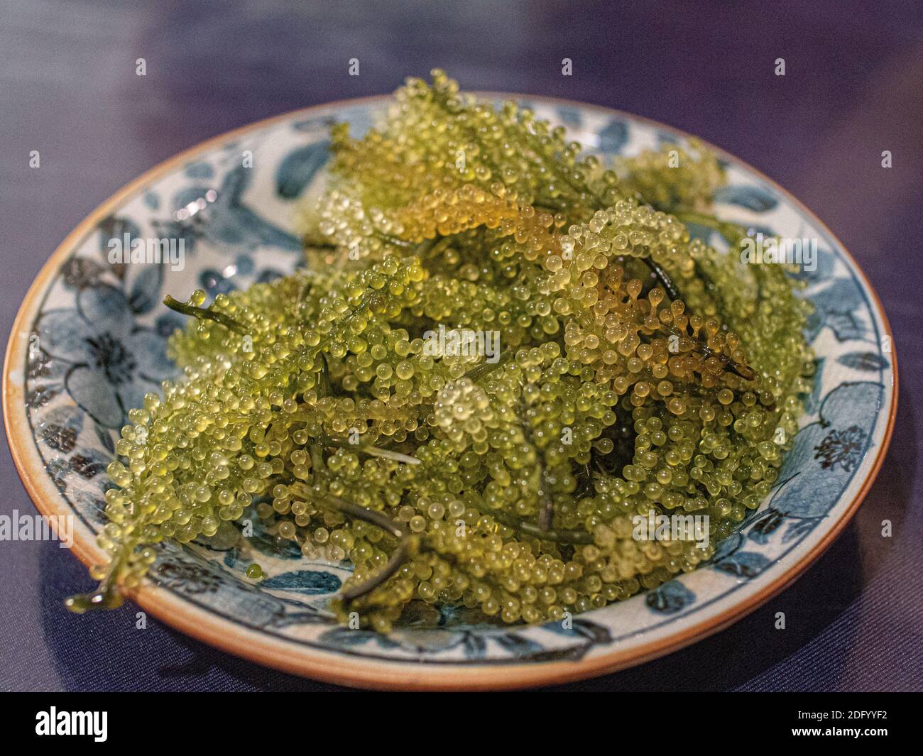 Caulerpa lentillifera hi-res stock photography and images - Alamy