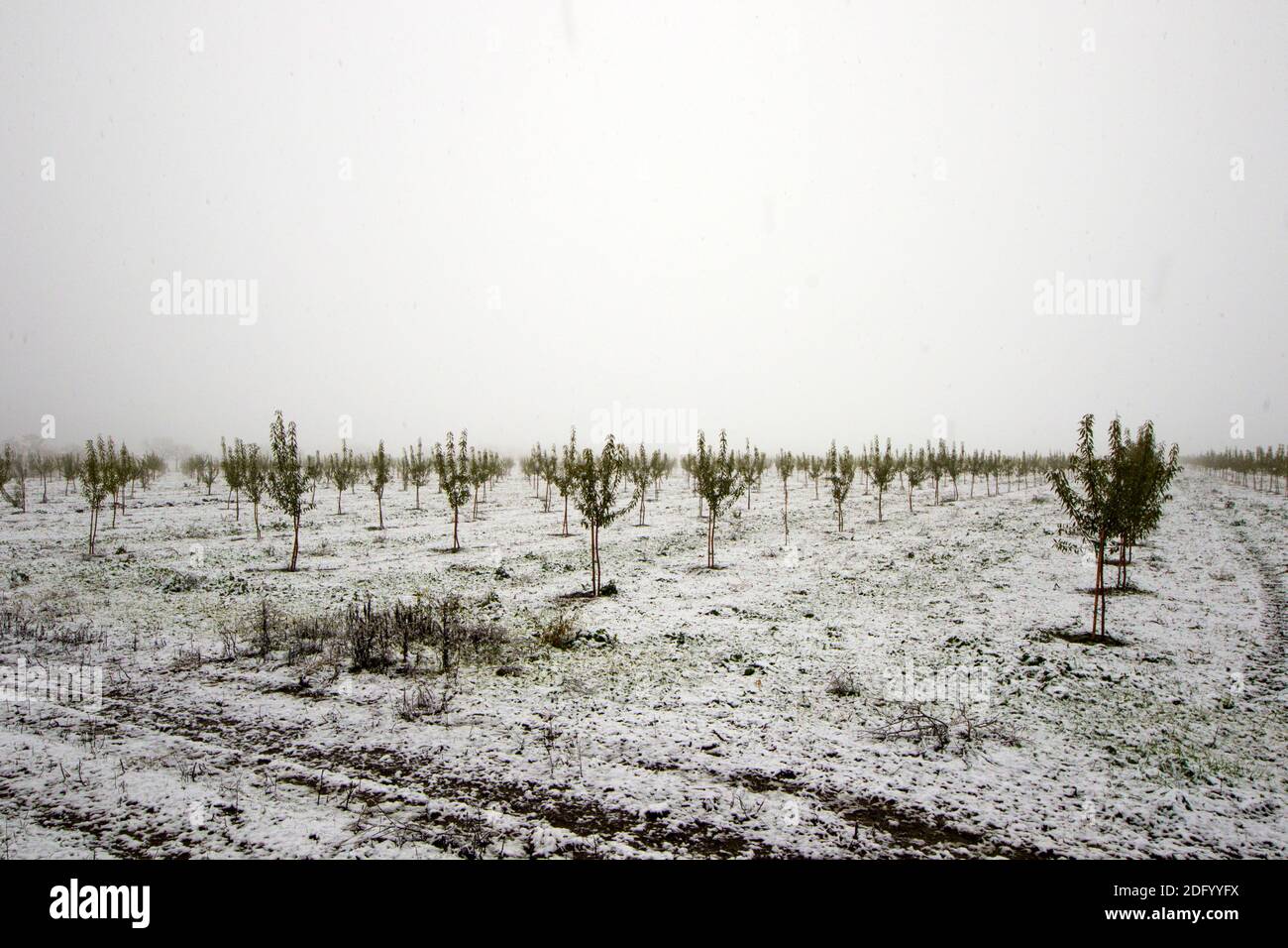 Almond tree yard and garden during snowfall, winter landscape, trees ...