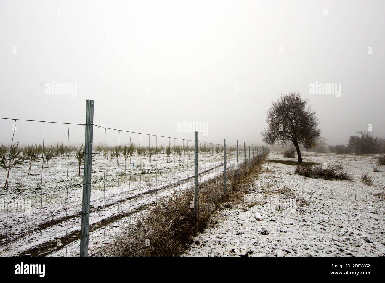Almond tree yard and garden during snowfall, winter landscape, trees ...