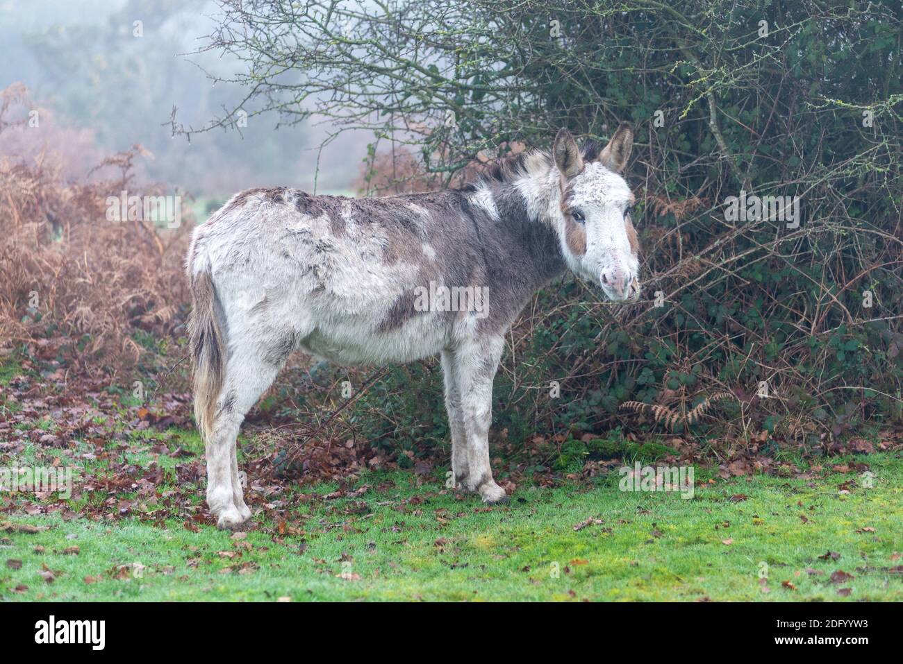 New Forest donkey in mist in December, Hampshire, UK Stock Photo - Alamy