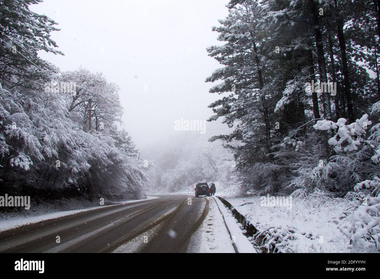 Highway during snowfall, frozen asphalt and snowy trees, winter ...