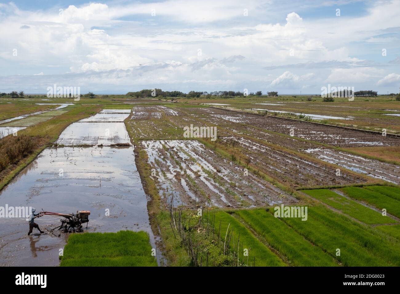 A stretch of rice field with a clear sky Stock Photo - Alamy