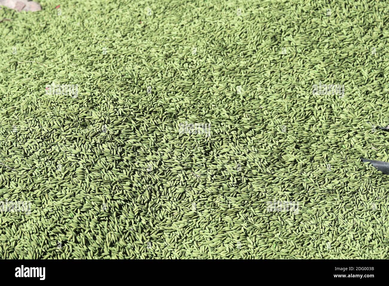 A pile of raw dry green-colored rice texture background Stock Photo - Alamy
