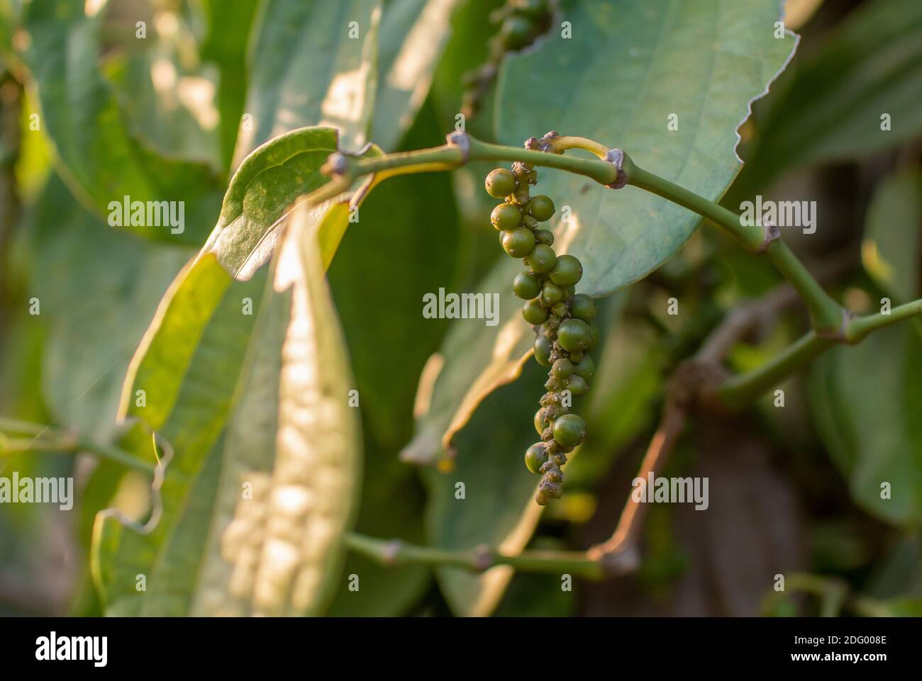 Organic green Kampot peppercorns hanging on a vine in a farm in Kampot ...