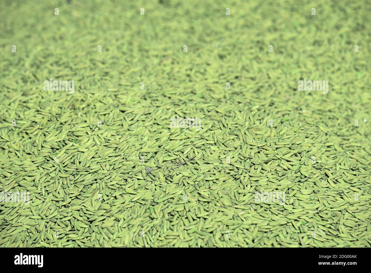 A pile of raw dry gre-colored rice texture background Stock Photo - Alamy