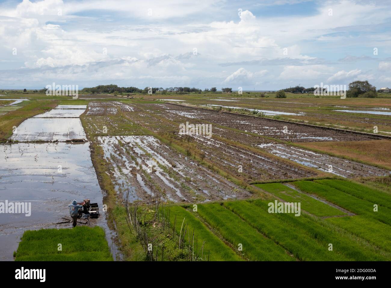 A stretch of rice field with a clear sky Stock Photo - Alamy