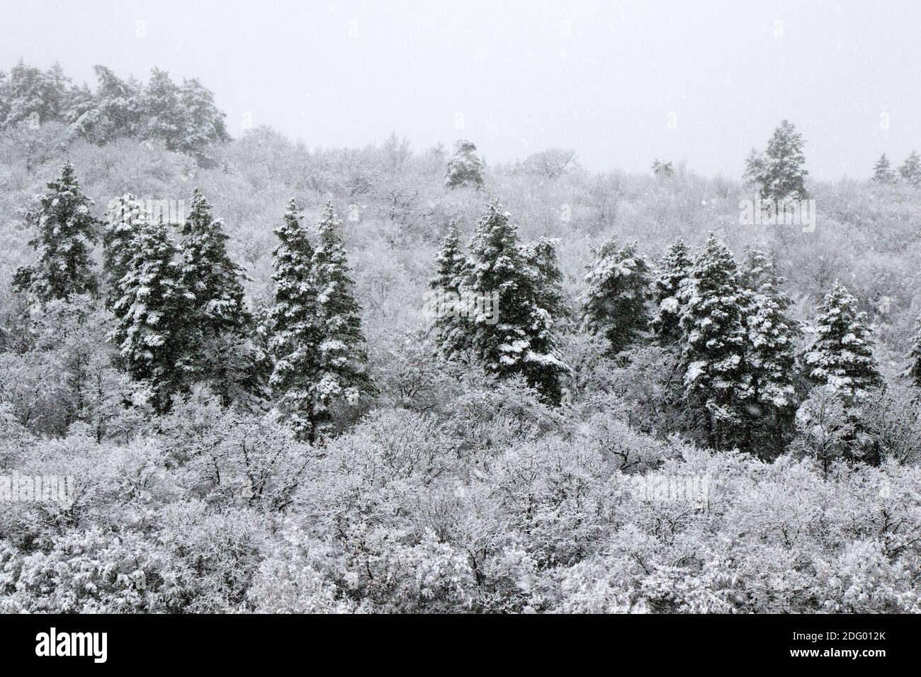 Pine trees forest and wild during snowfall, snow on the branch, snowy ...