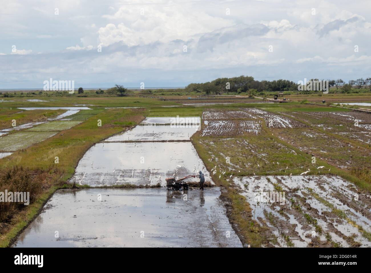 A stretch of rice field with a clear sky Stock Photo - Alamy