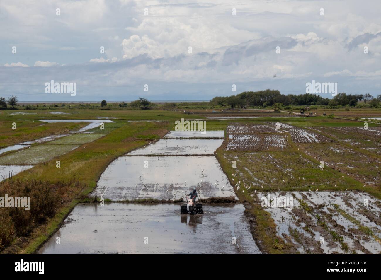 A stretch of rice field with a clear sky Stock Photo - Alamy