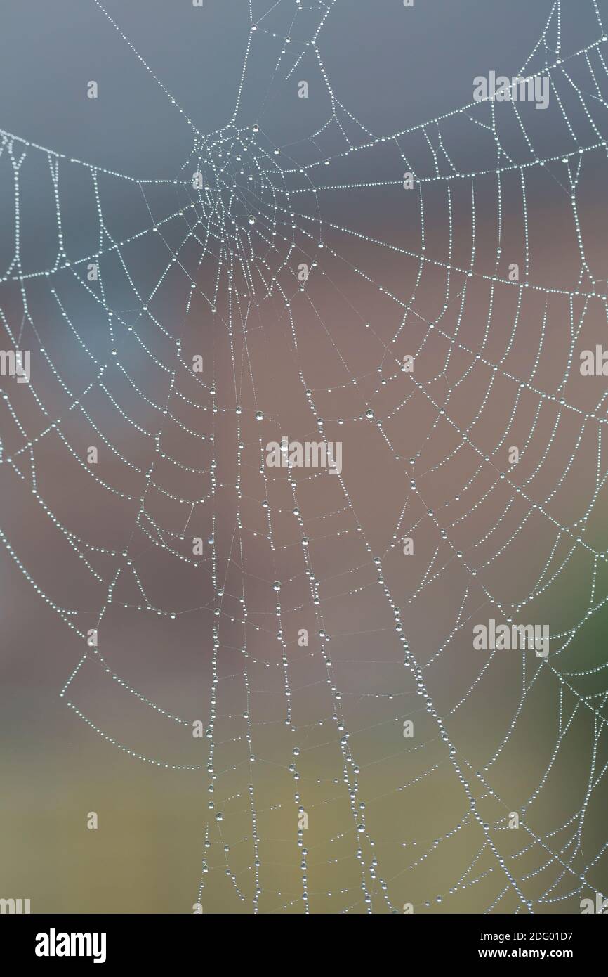 Kingdom Spiders High Resolution Stock Photography and Images - Alamy