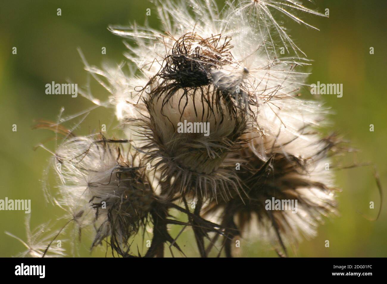 Roadside Thistle High Resolution Stock Photography and Images - Alamy