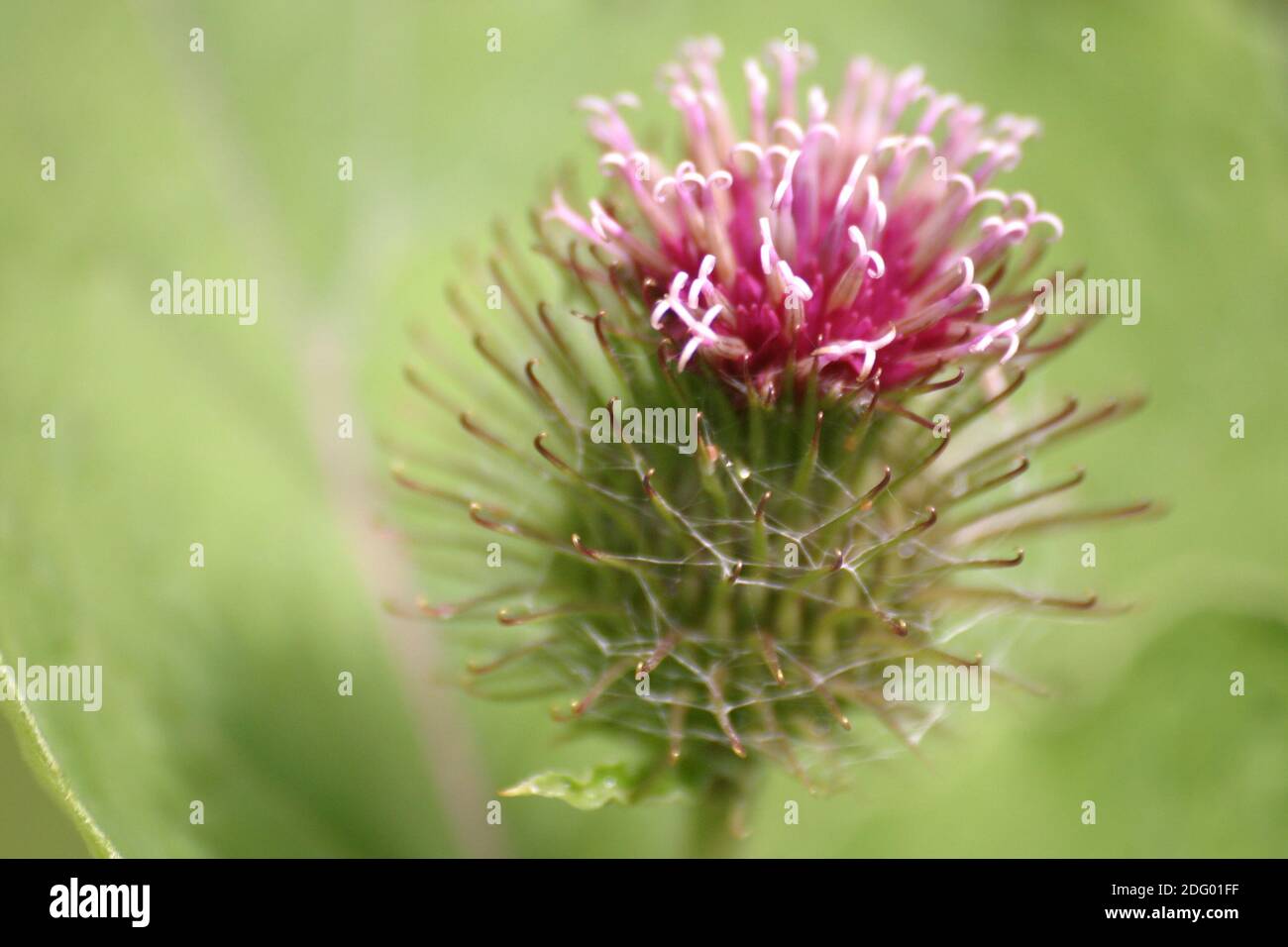 Roadside thistle hi-res stock photography and images - Alamy