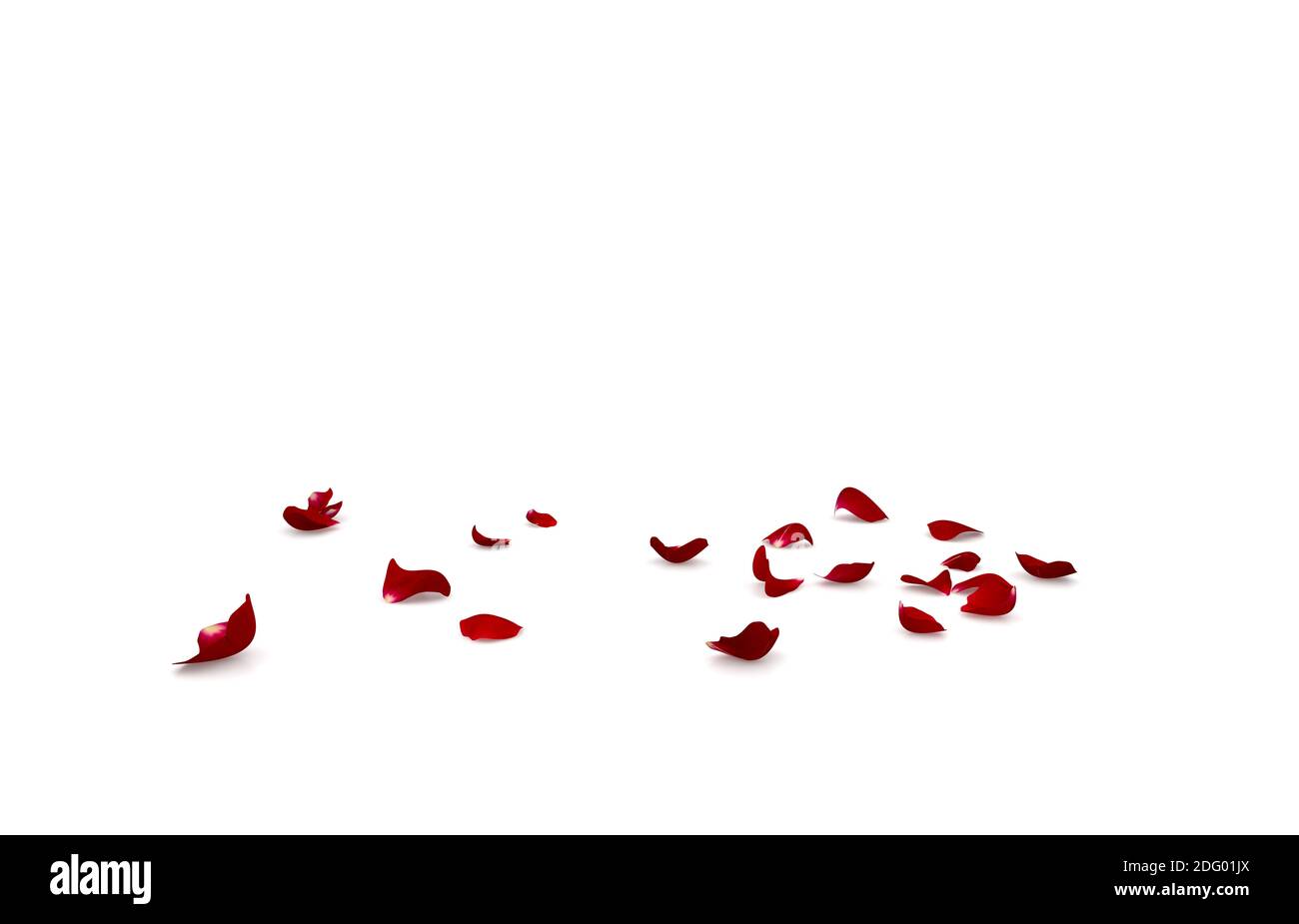 Rose petals fall beautifully on the floor. Isolated white background ...
