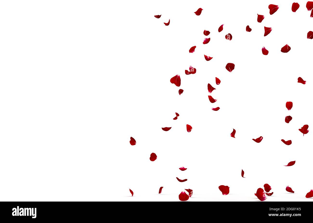 Rose petals fall beautifully on the floor. Isolated white background ...