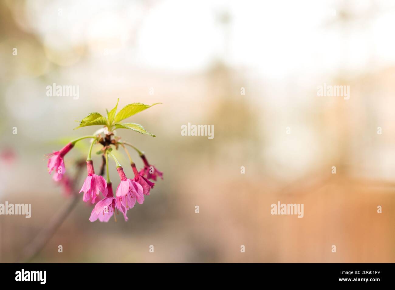 Blooming branch of Japanese cherry sakura with young green leaves, soft ...