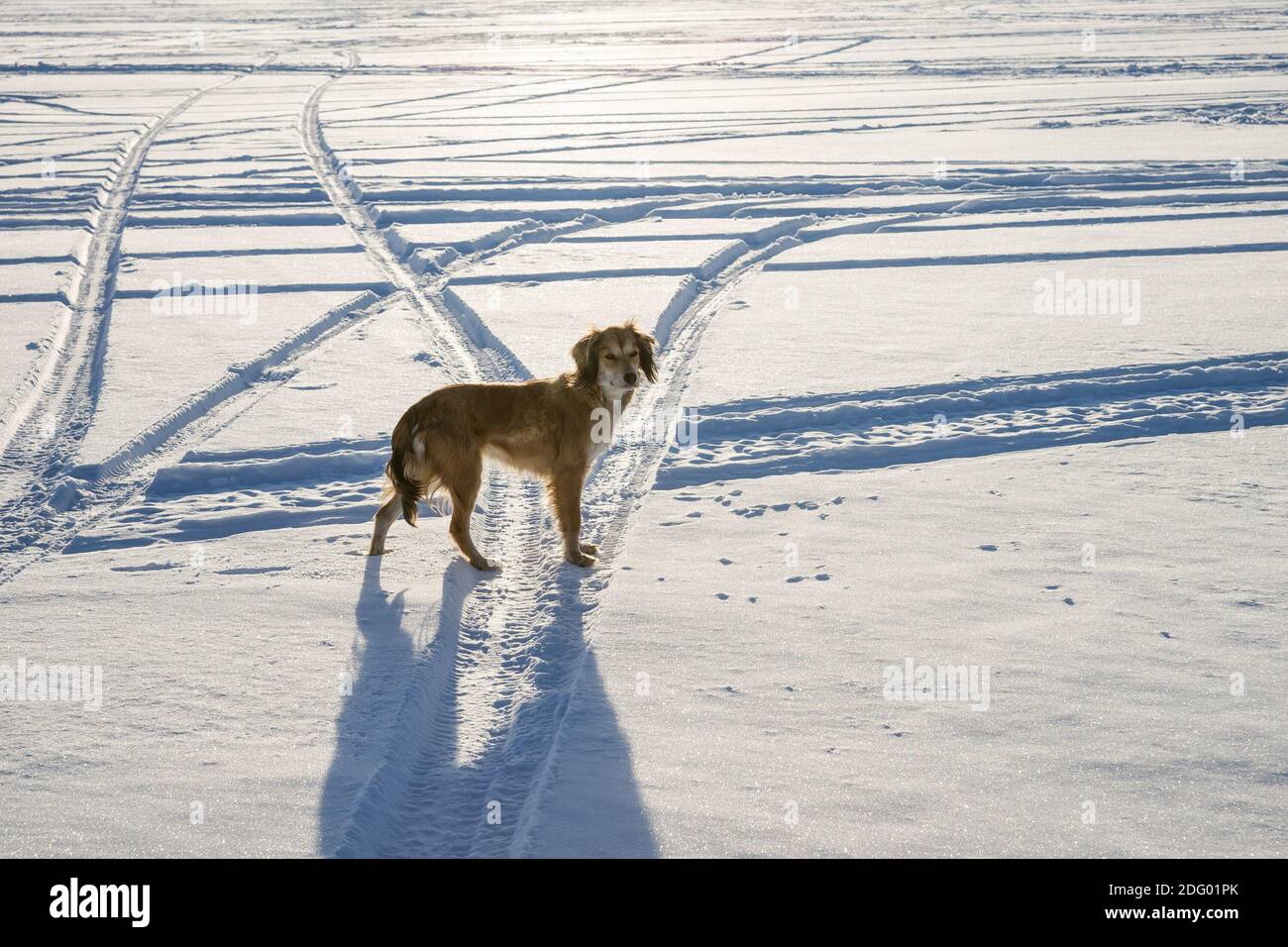Dog with big ears hi-res stock photography and images - Alamy