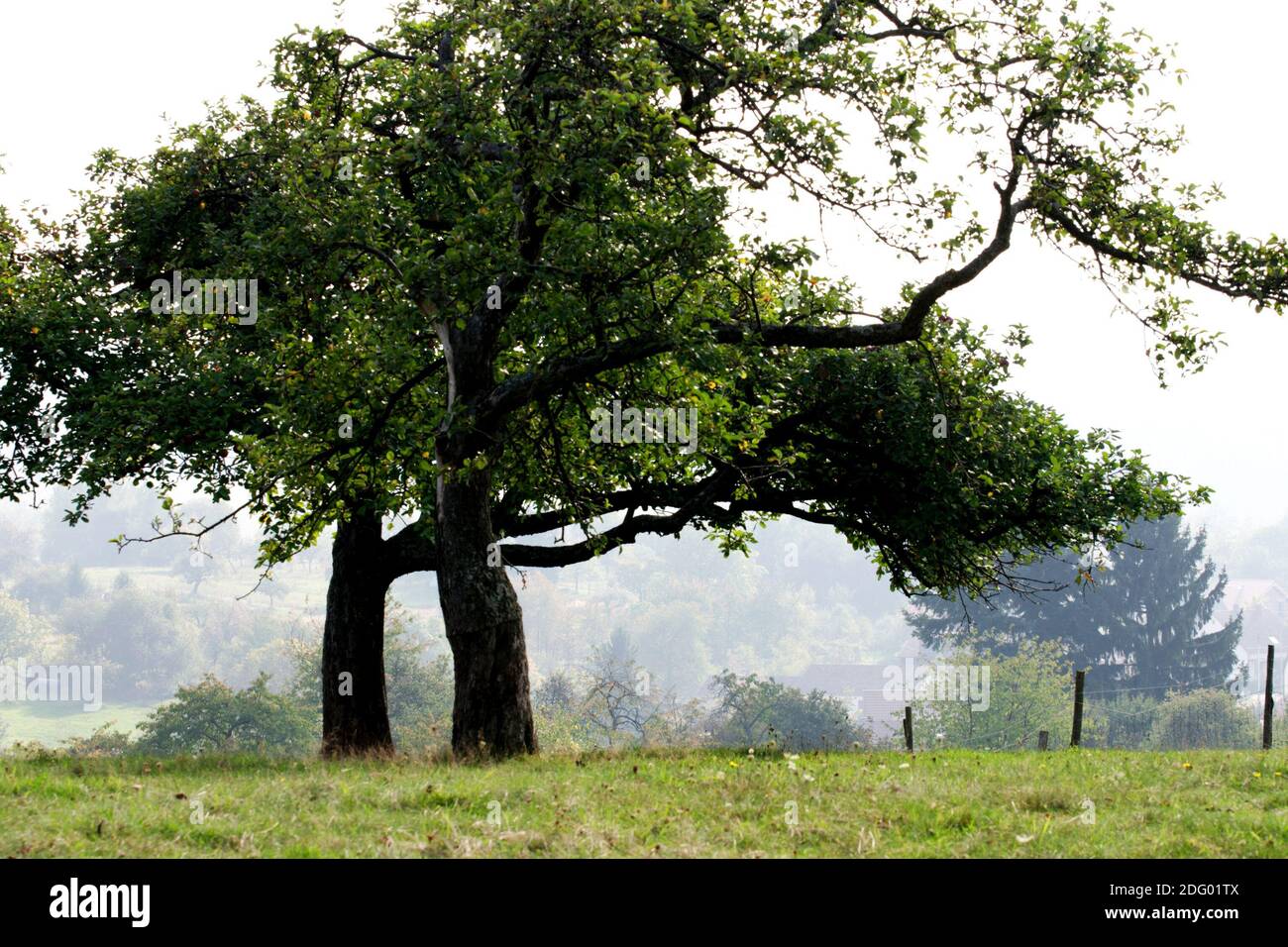 Old fruit trees Stock Photo - Alamy