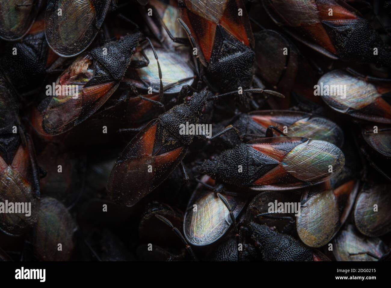 lime seed bugs hibernating Stock Photo - Alamy