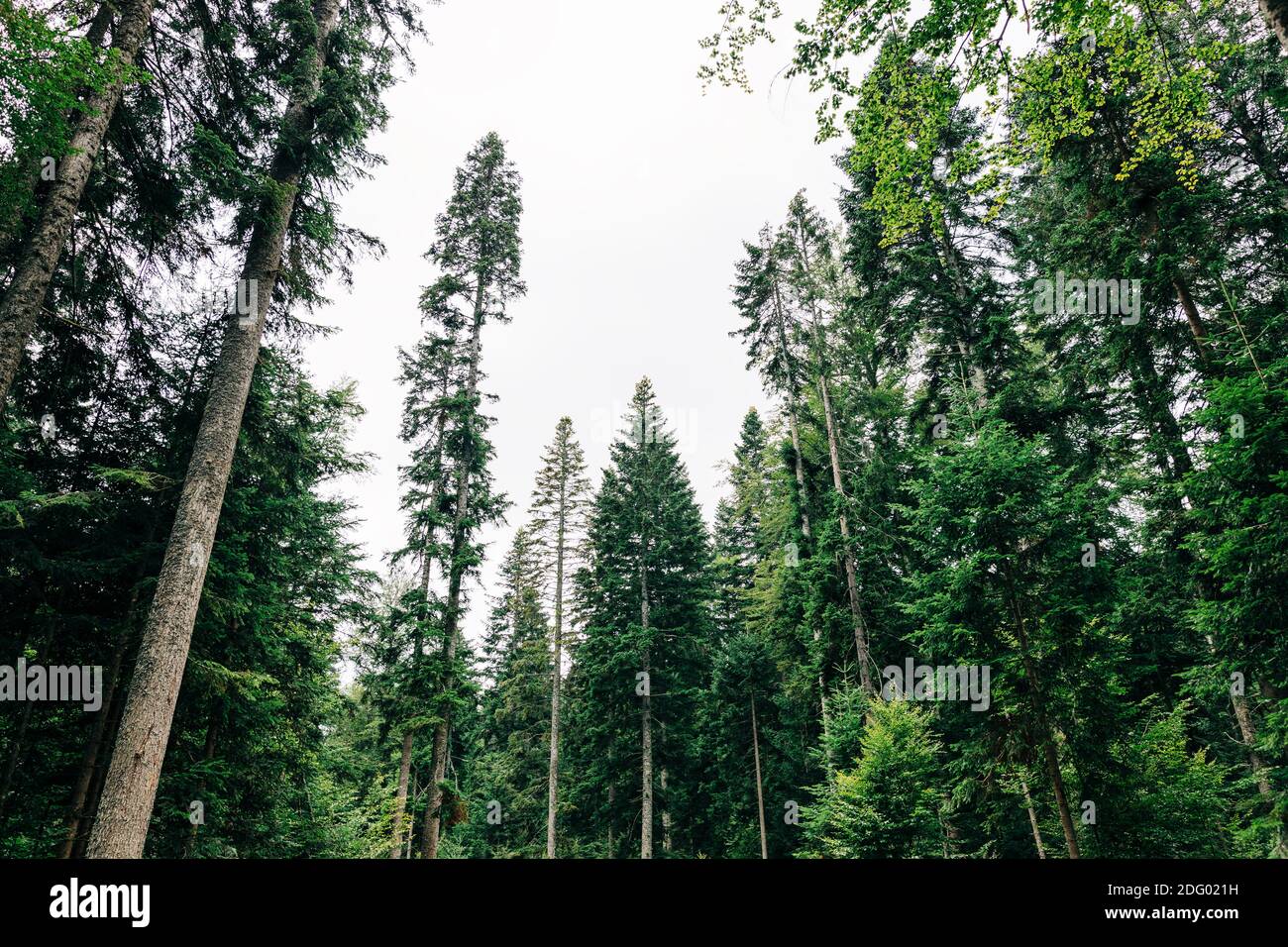 Beautiful view tops pine hi-res stock photography and images - Alamy