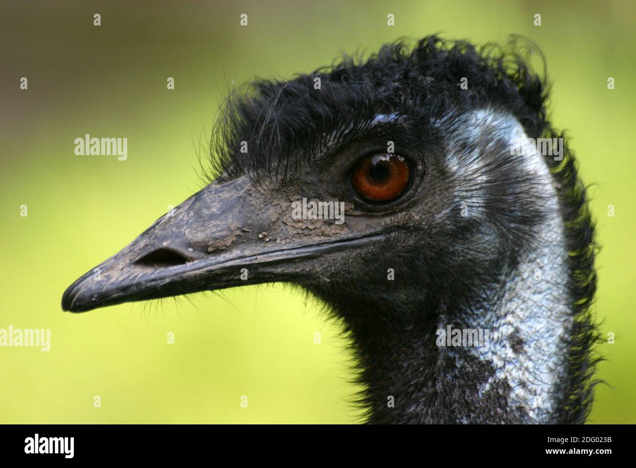Emu, dromaius novaehollandiae Stock Photo - Alamy