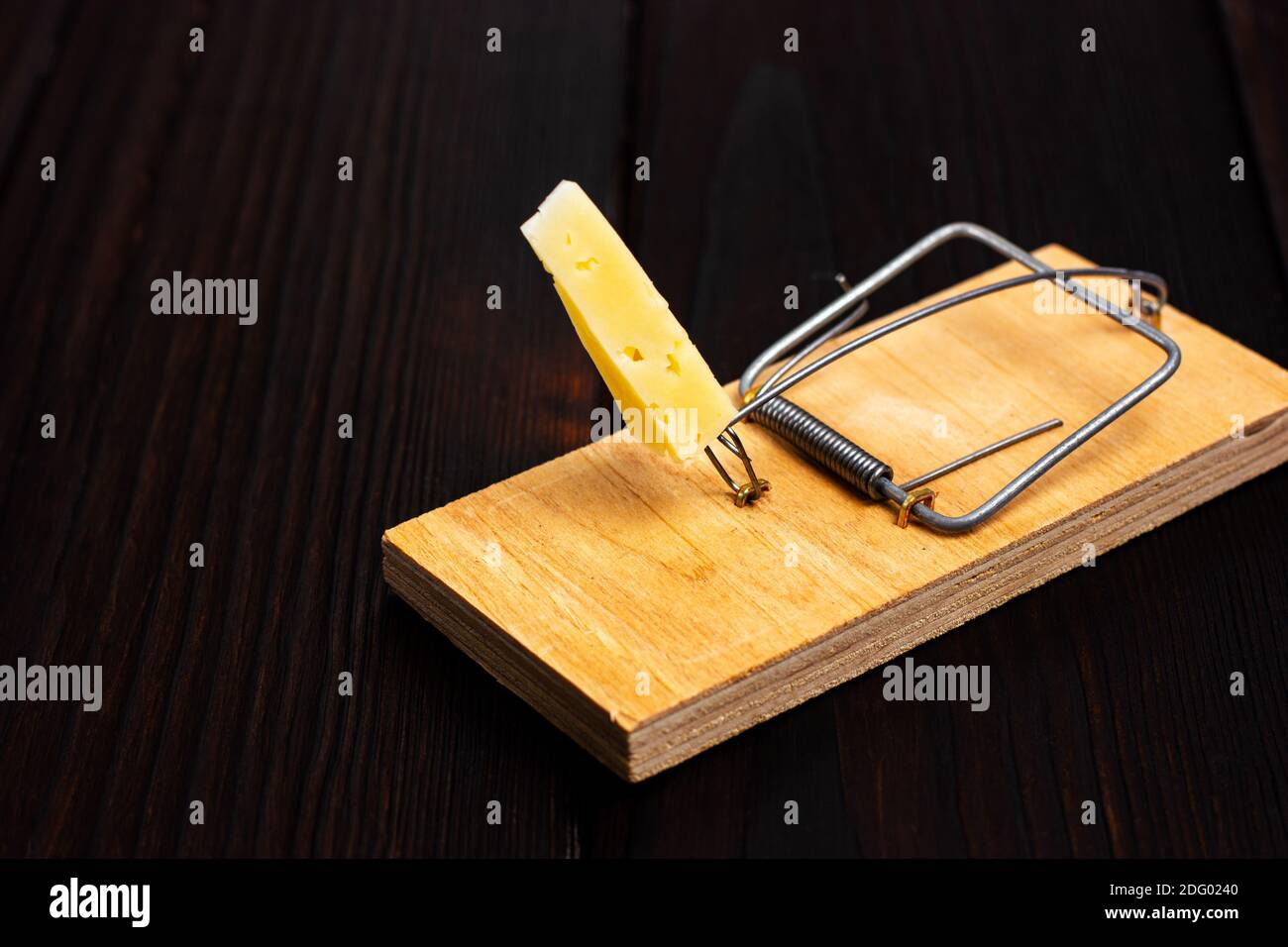 Rodent hunting. A small piece of cheese in a mousetrap. Dark background ...