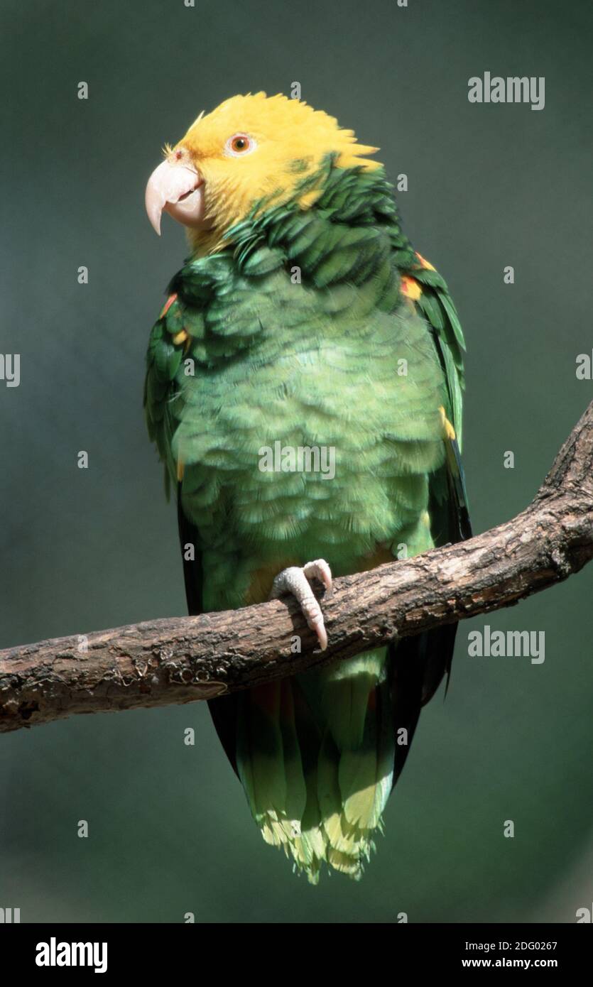 Gelbnackenamazone, amazona auropalliata, yellow-naped parrot Stock ...