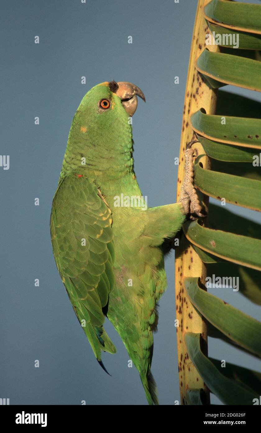 Gelbwangenamazone, amazona autumnalis, red-lored amazon, red-lored ...