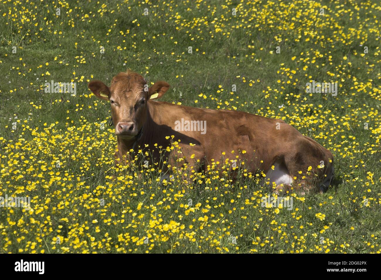 Domestic cattles, germany Stock Photo - Alamy