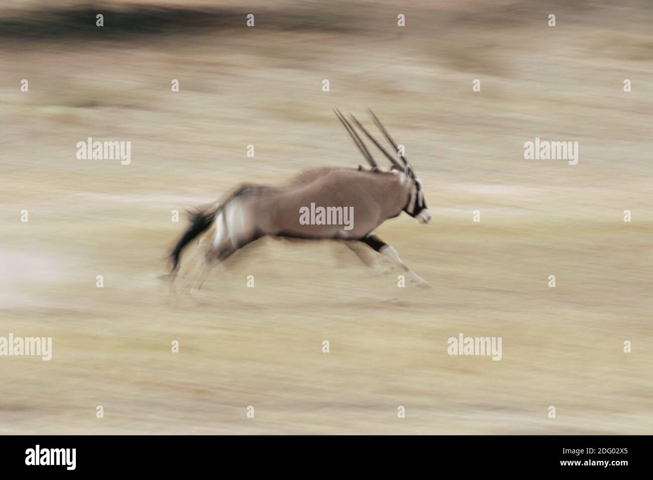Gemsbocks hi-res stock photography and images - Alamy