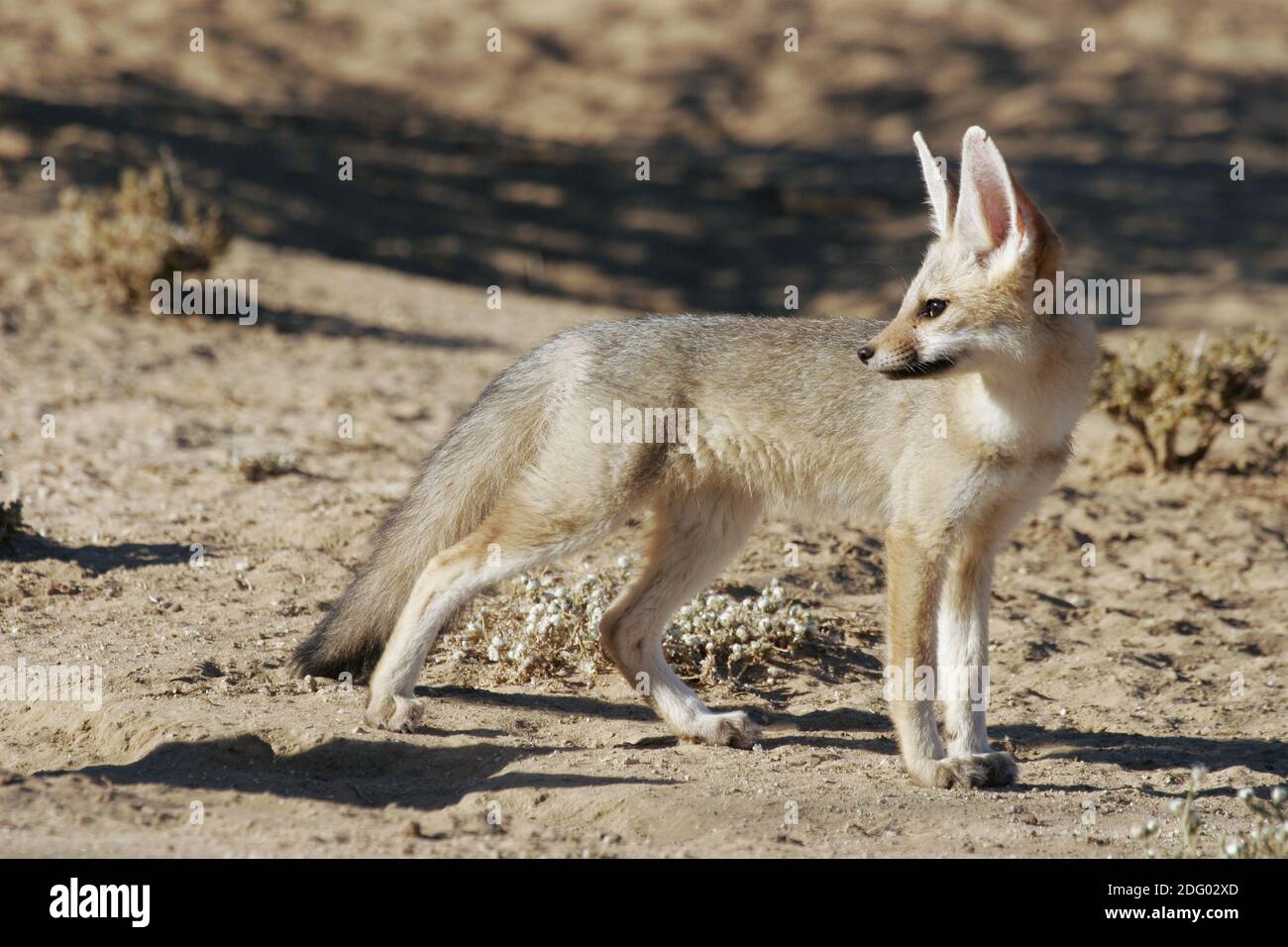 Cape fox pups hi-res stock photography and images - Alamy