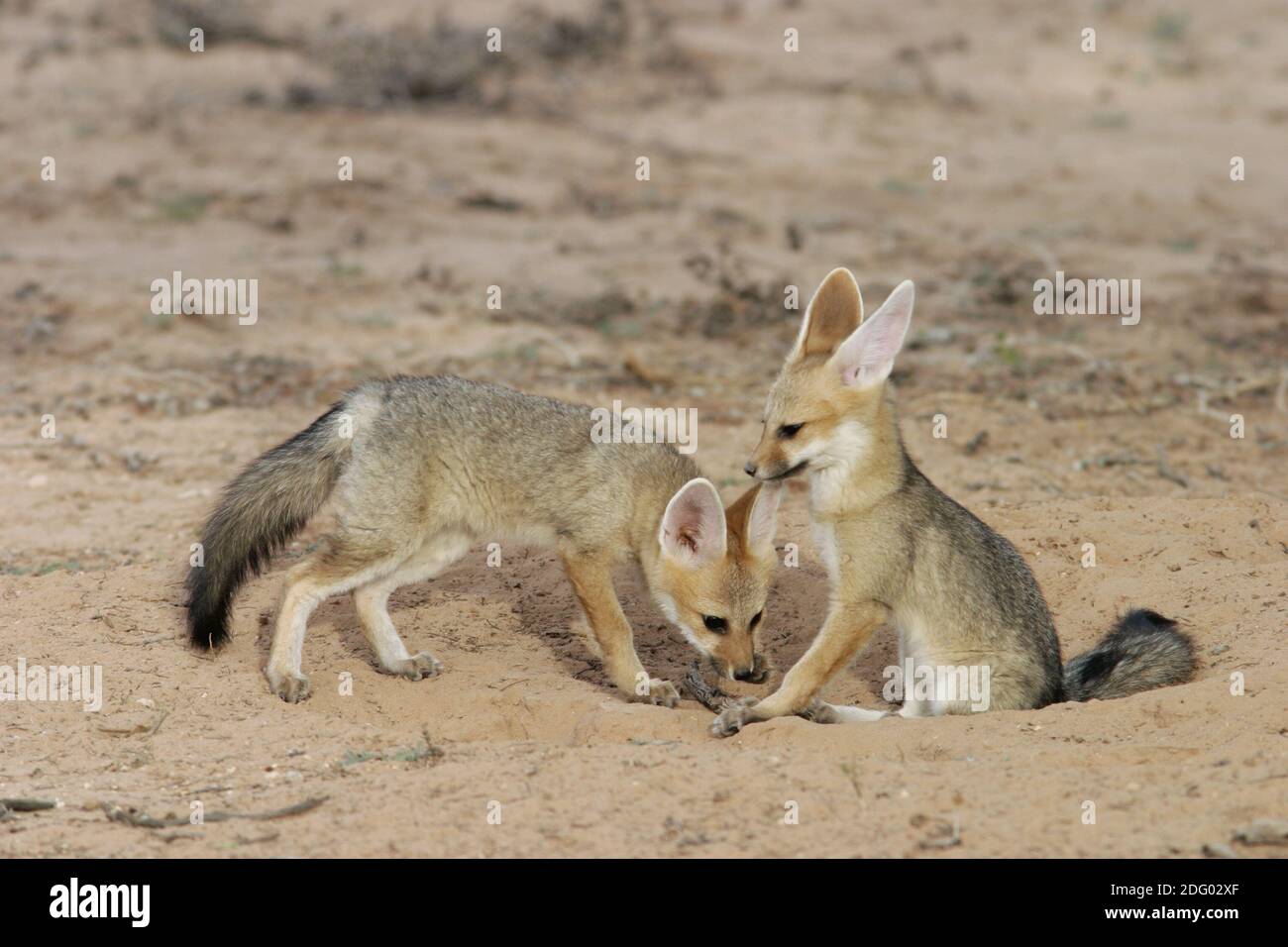 Cape foxes playing hi-res stock photography and images - Alamy