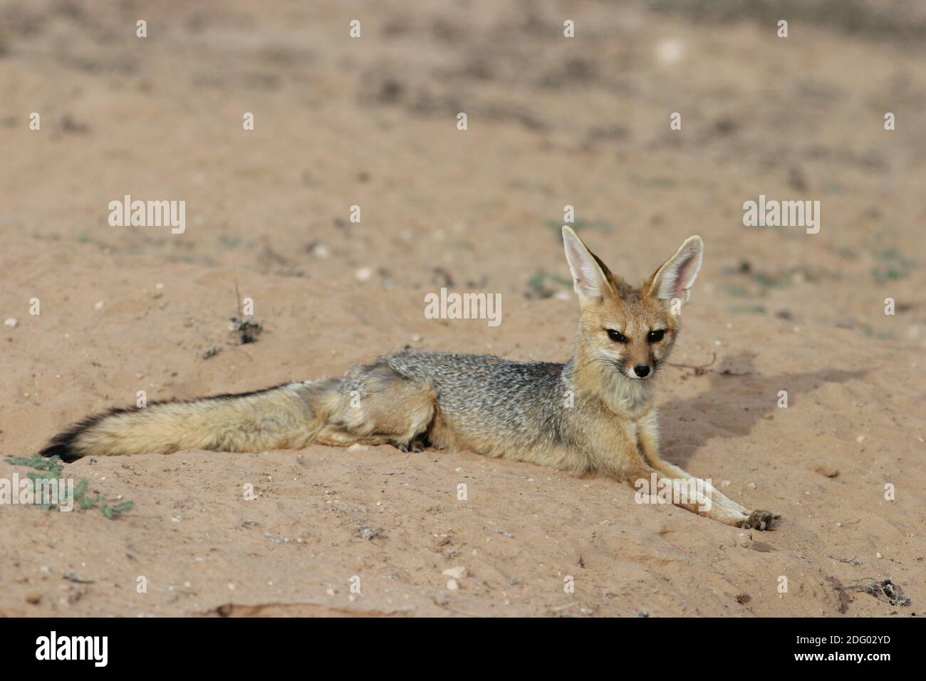 Desert prey hi-res stock photography and images - Alamy