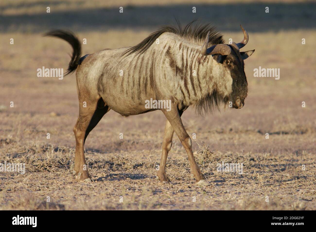 Blue wildebeest hi-res stock photography and images - Alamy
