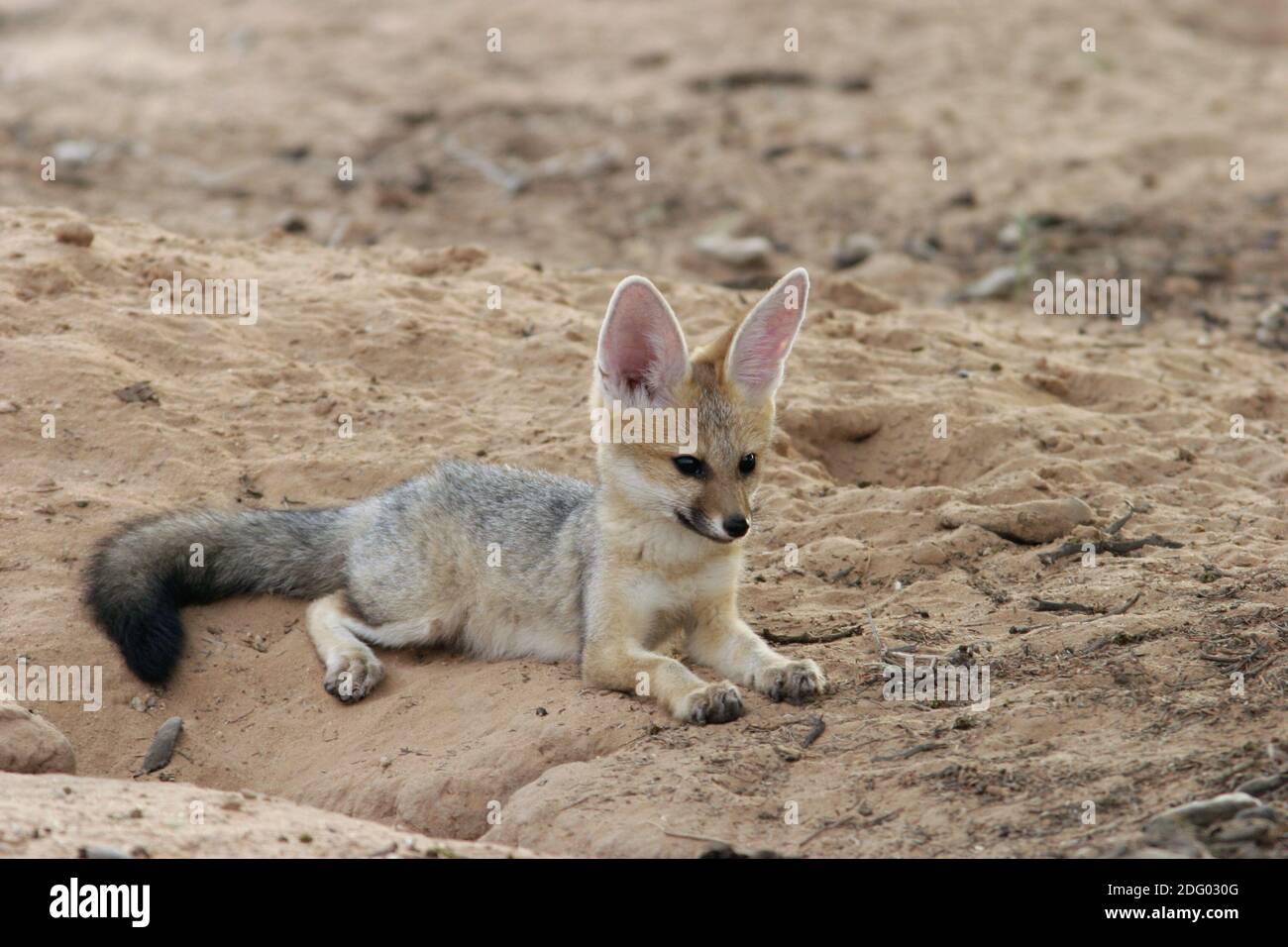 Cape fox pups hi-res stock photography and images - Alamy