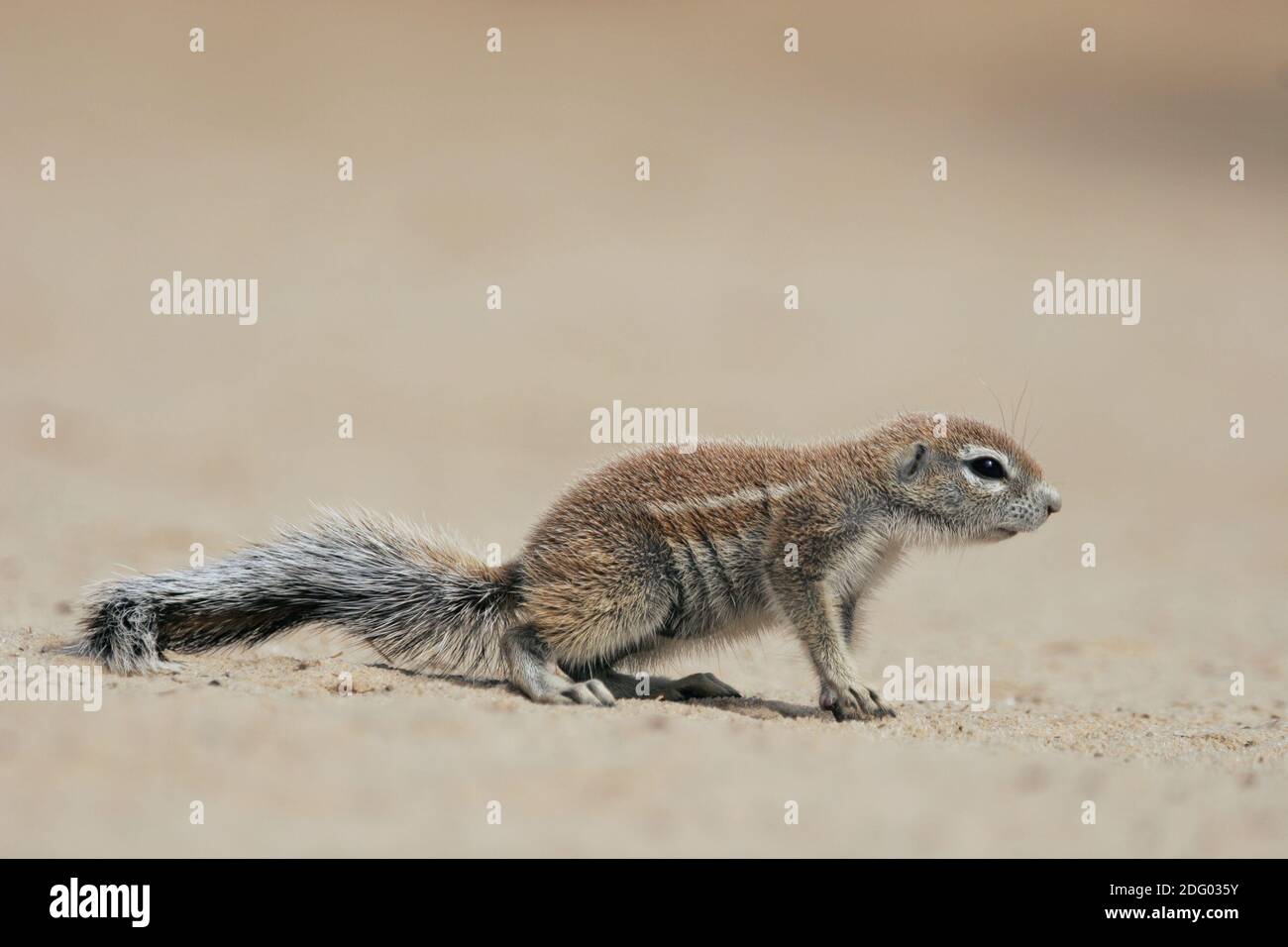 South african ground squirrels hi-res stock photography and images - Alamy