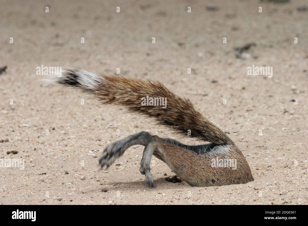 African chipmunks hi-res stock photography and images - Alamy